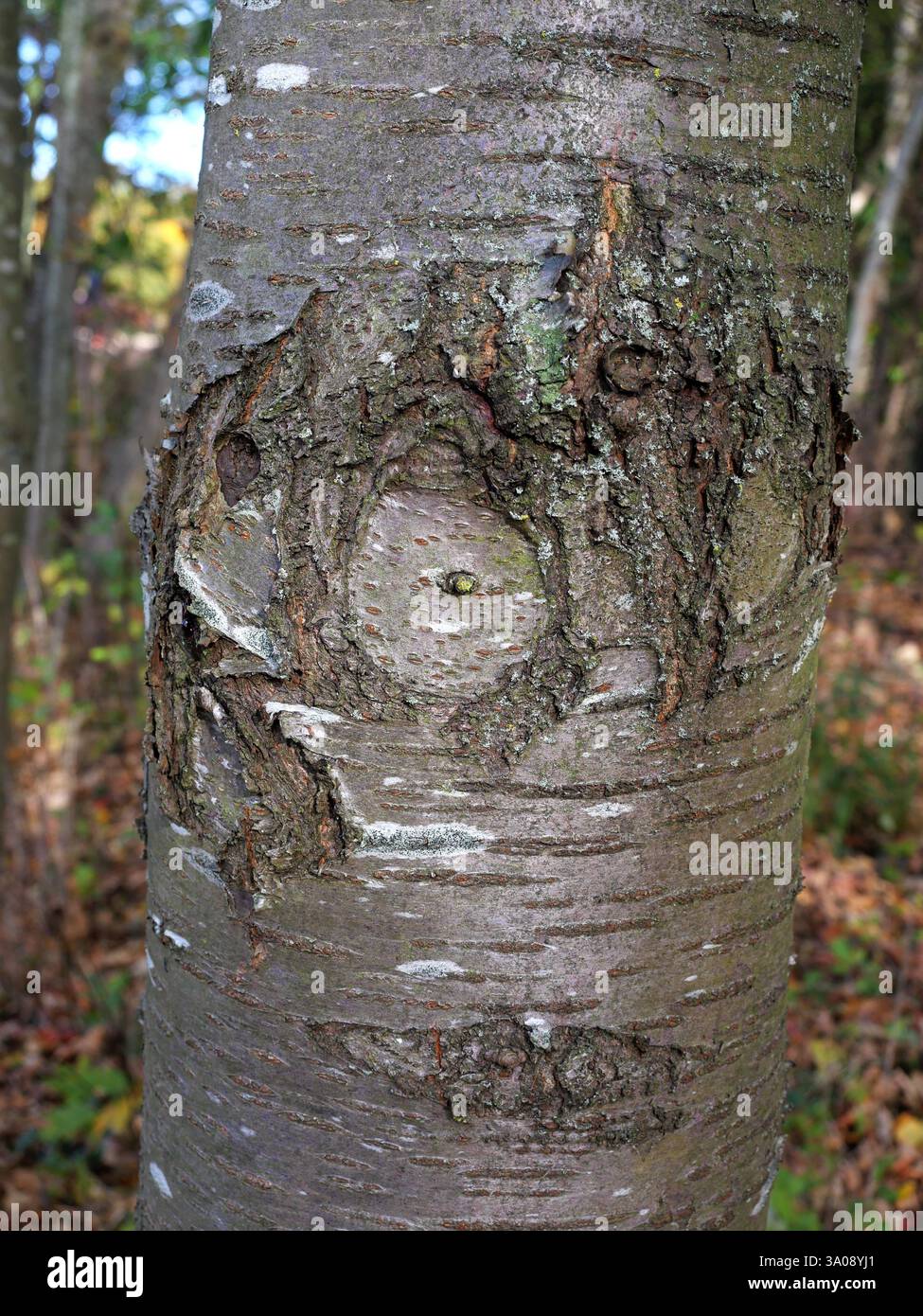 Tree trunk with a "bark eye," caused by a growth anomaly. A whimsical ...