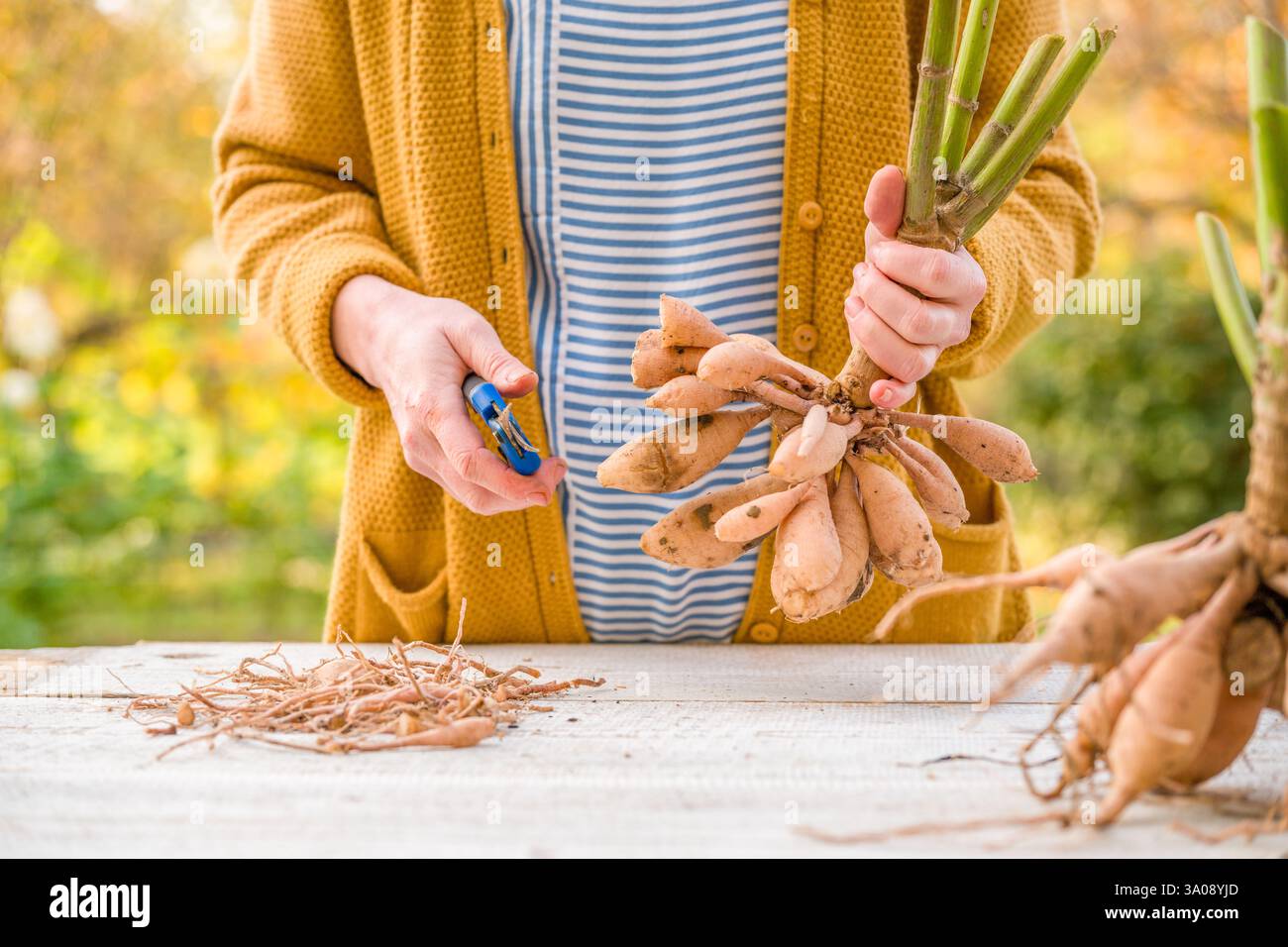 Female gardener dividing dahlias. Freshly lifted and washed clumps of ...