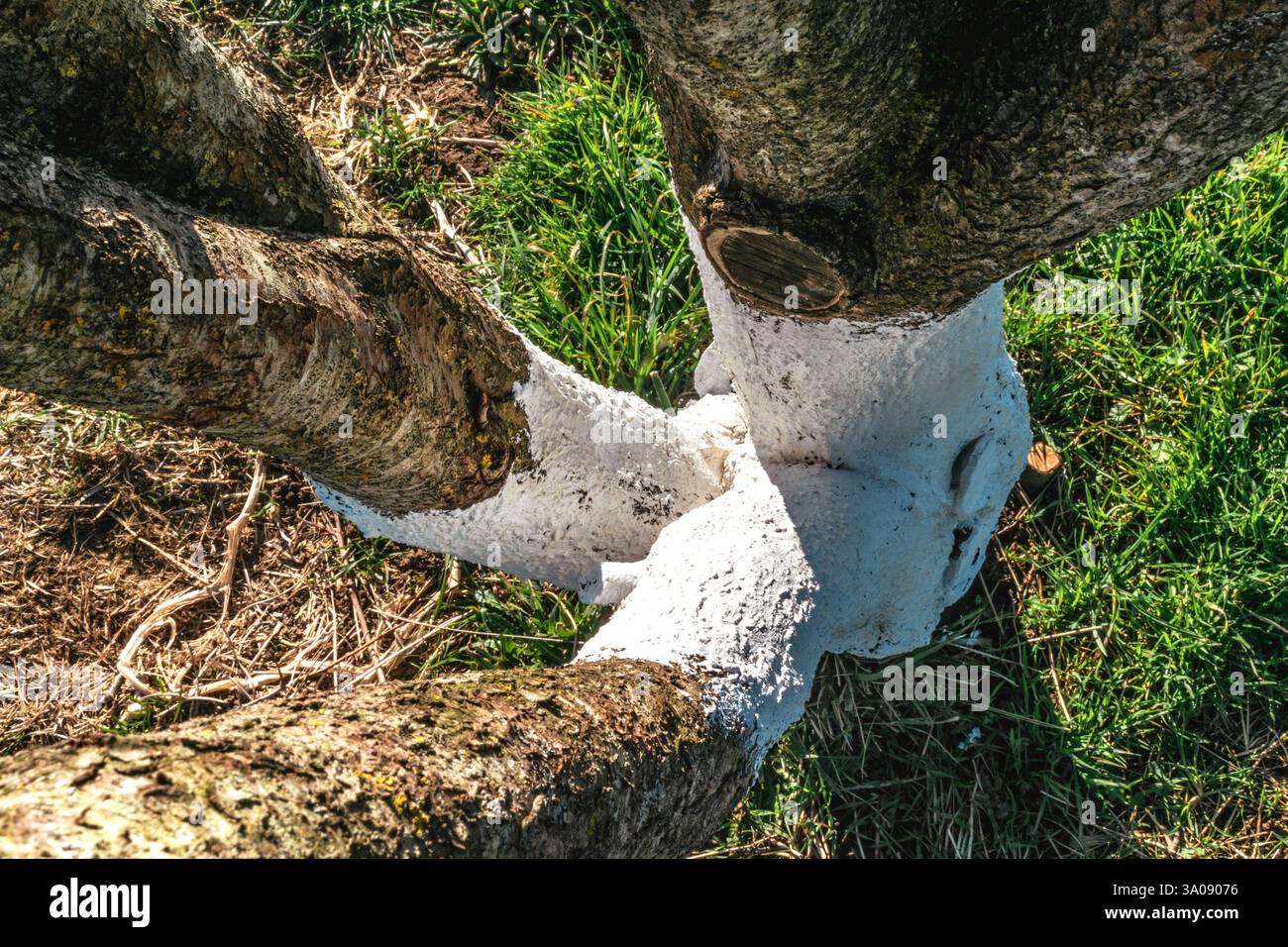 Tree whitewashing or limewashing is liming fruit trees with lime milk ...