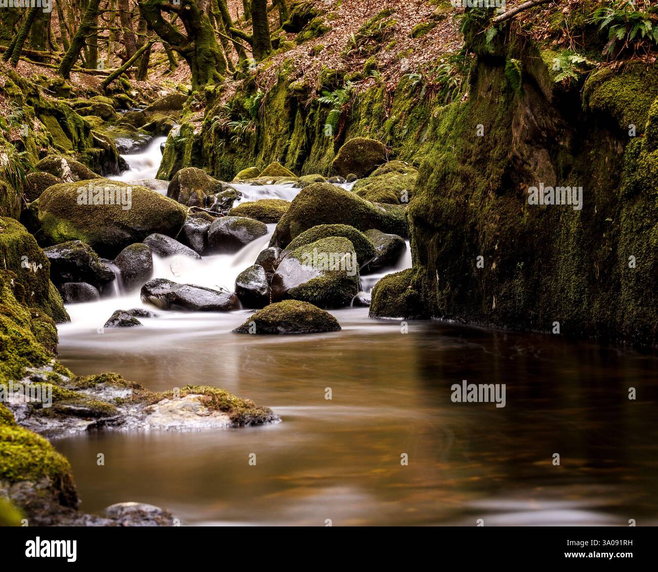 Serene stream flowing over mossy hi-res stock photography and images ...