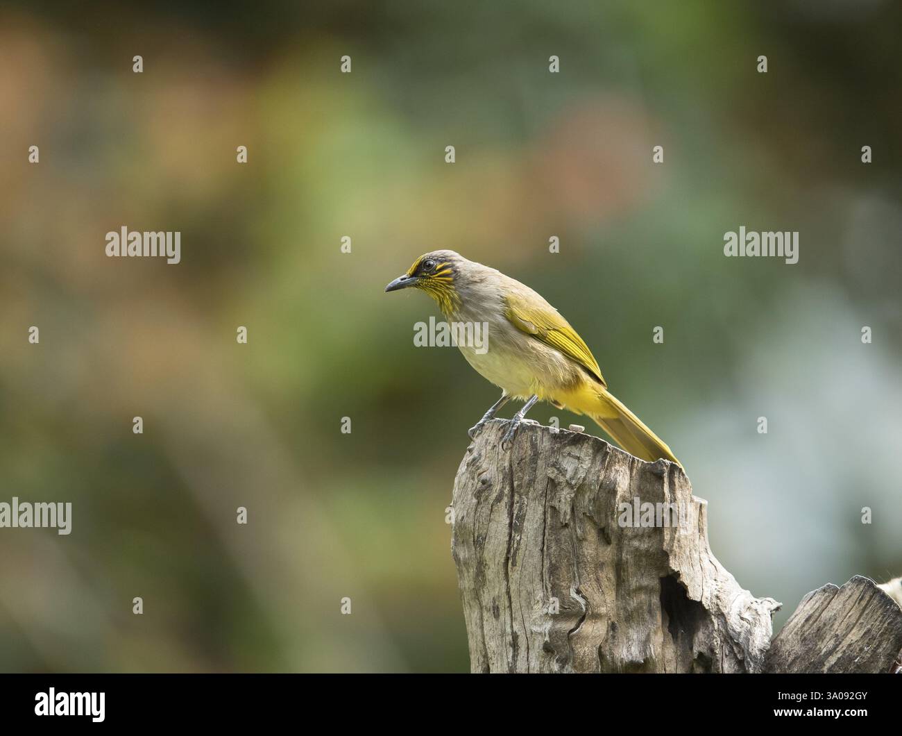 Striped-throated bulbul (Pycnonotus finlaysoni), Phetchaburi, Kaeng ...