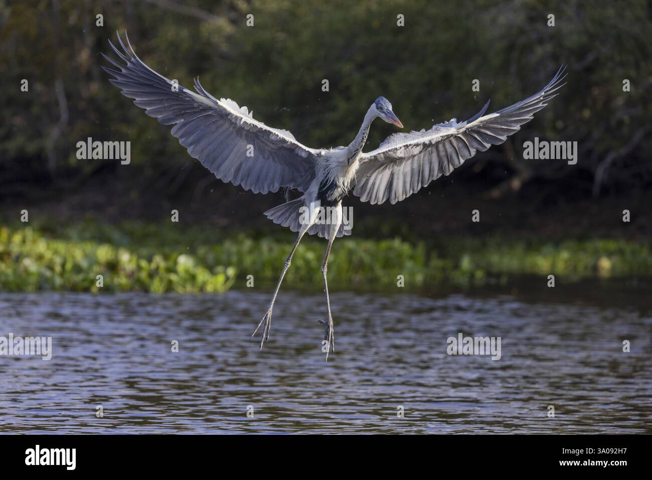 Cocoirei heron (Ardea cocoi), hunting fish in flight, Rio Claro ...