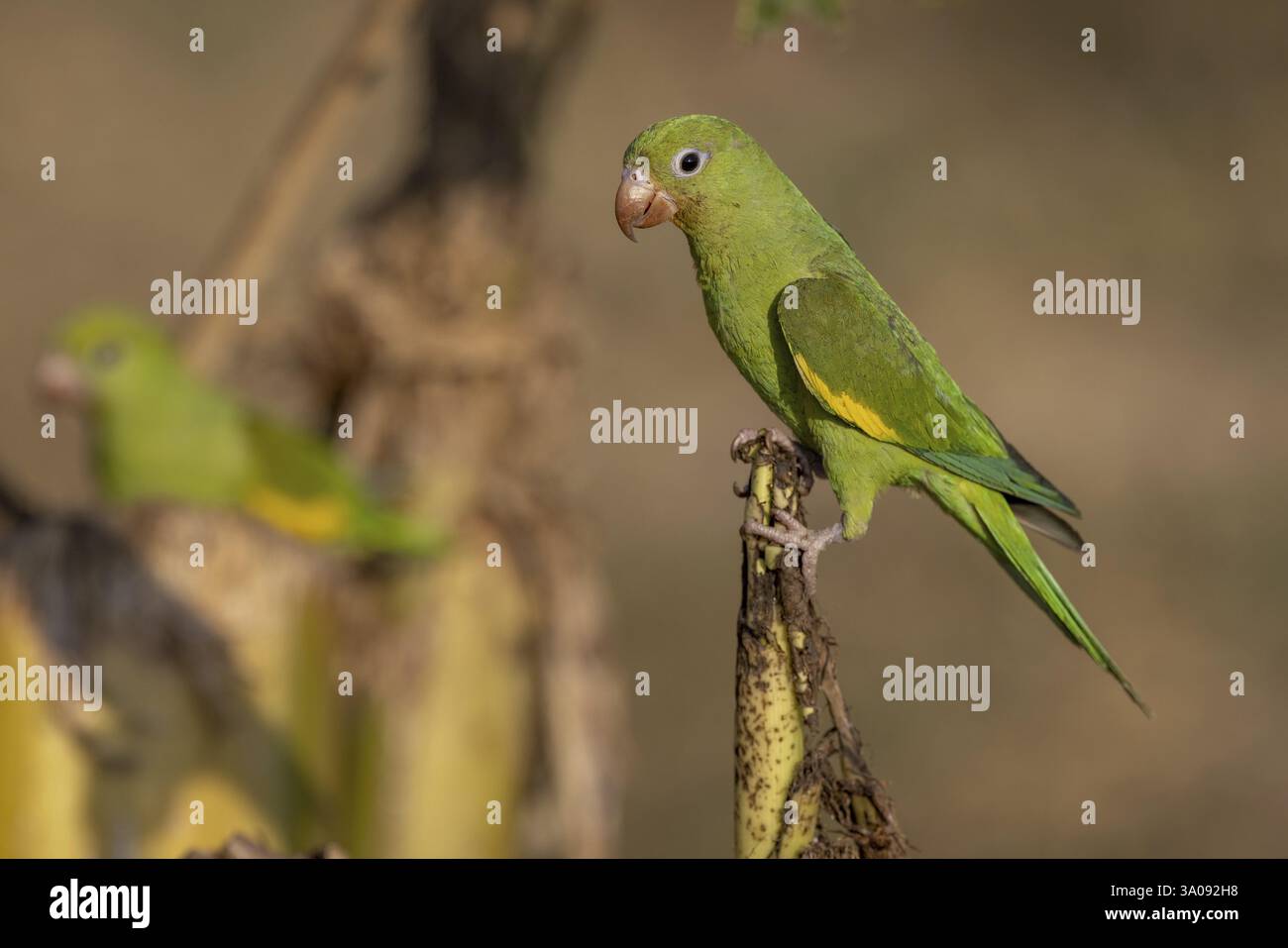 Yellow-winged Parakeet (Brotogeris chiriri) or Canary-winged Parakeet ...