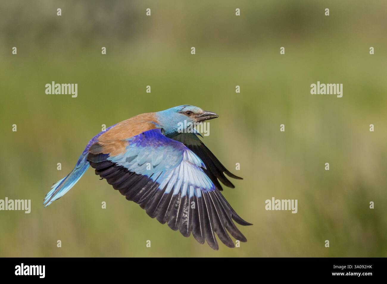 European Roller (Coracias garrulus), in flight, Danube Delta, Romania ...