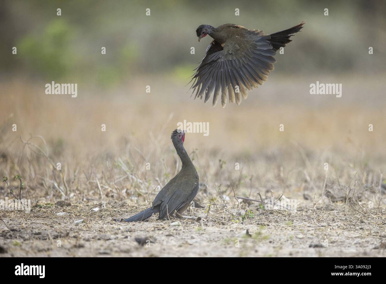 Flying bird pantanal brazil fighting hi-res stock photography and ...