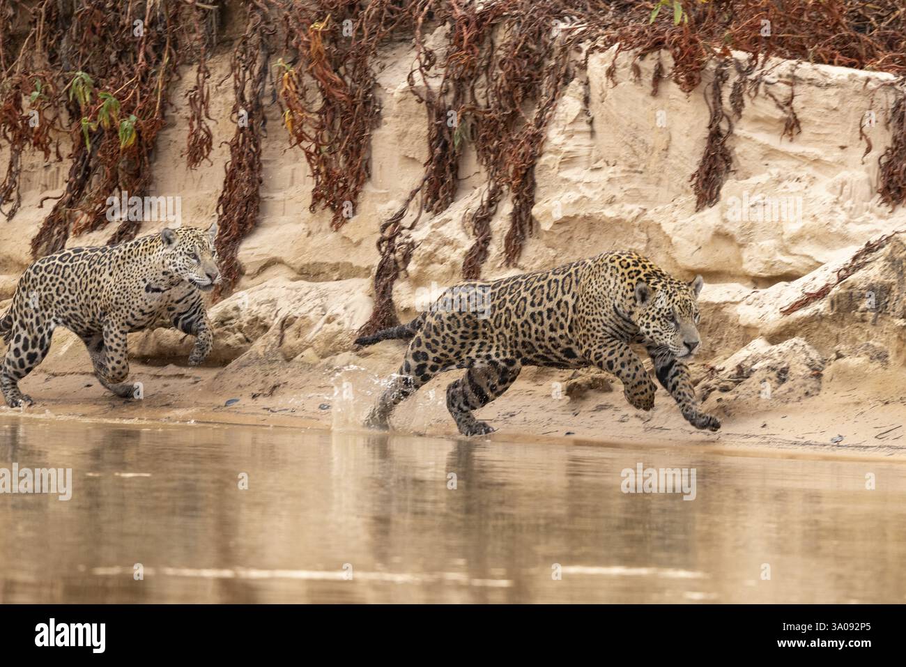 Jaguar (Panthera onca) on the hunt, Pantanal, Brazil, South America ...