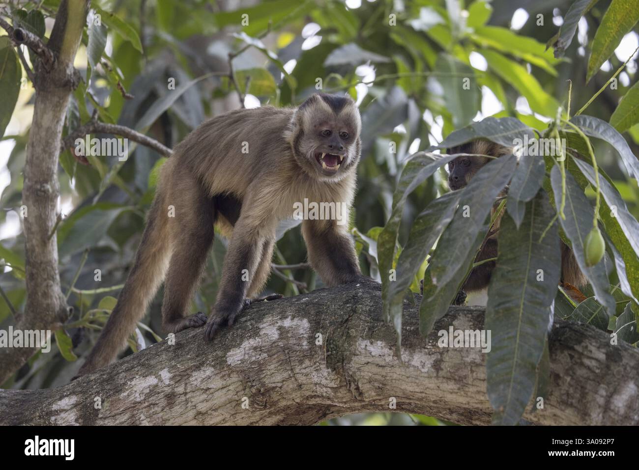 Crested capuchin monkey (Sapajus apella) or hooded capuchin, in a tree ...