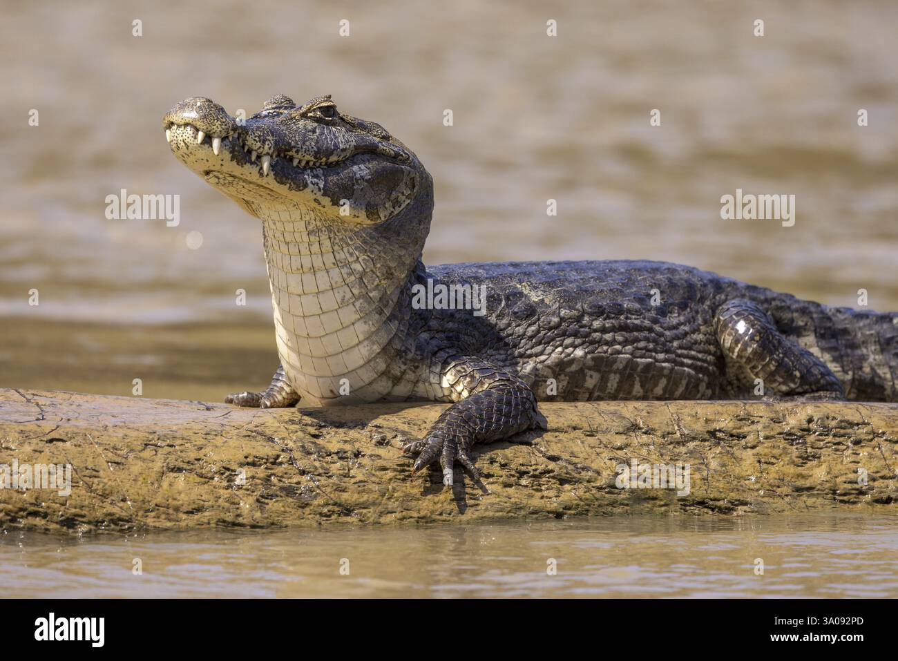 Spectacled caiman (Caiman yacare), lying on a sandbank by the river ...