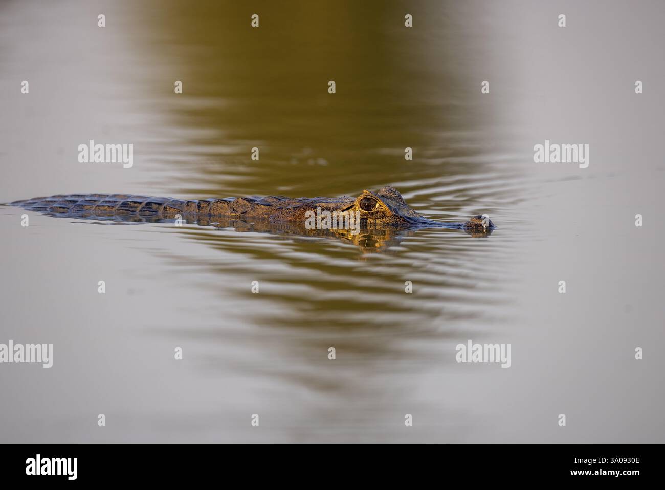 Spectacled caiman (Caiman yacare), swimming in a lake, portrait ...