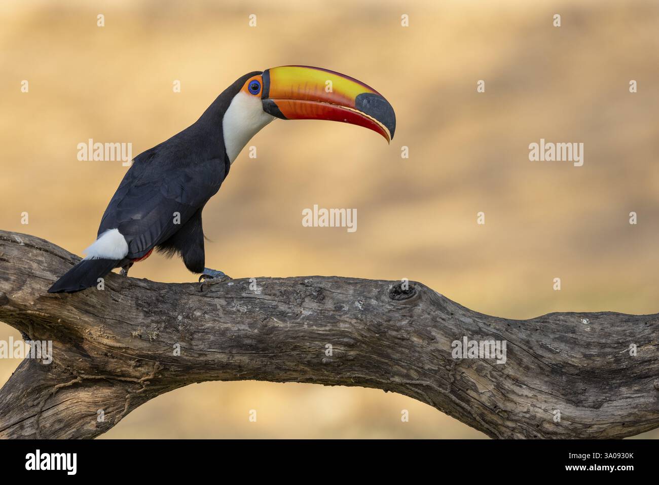 Giant toucan (Ramphastos toco), on branch, Pantanal, Brazil, South ...