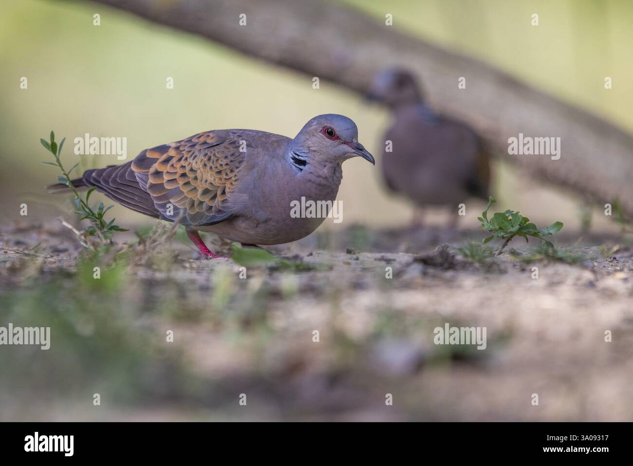 Dove river conservation area hi-res stock photography and images - Alamy