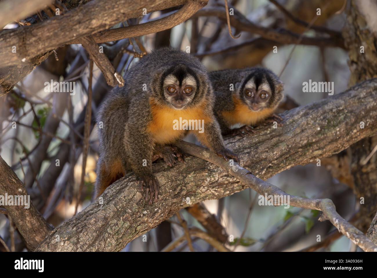 Azaras night monkey (Aotus azarae), 2 specimens, in a tree, Pantanal ...