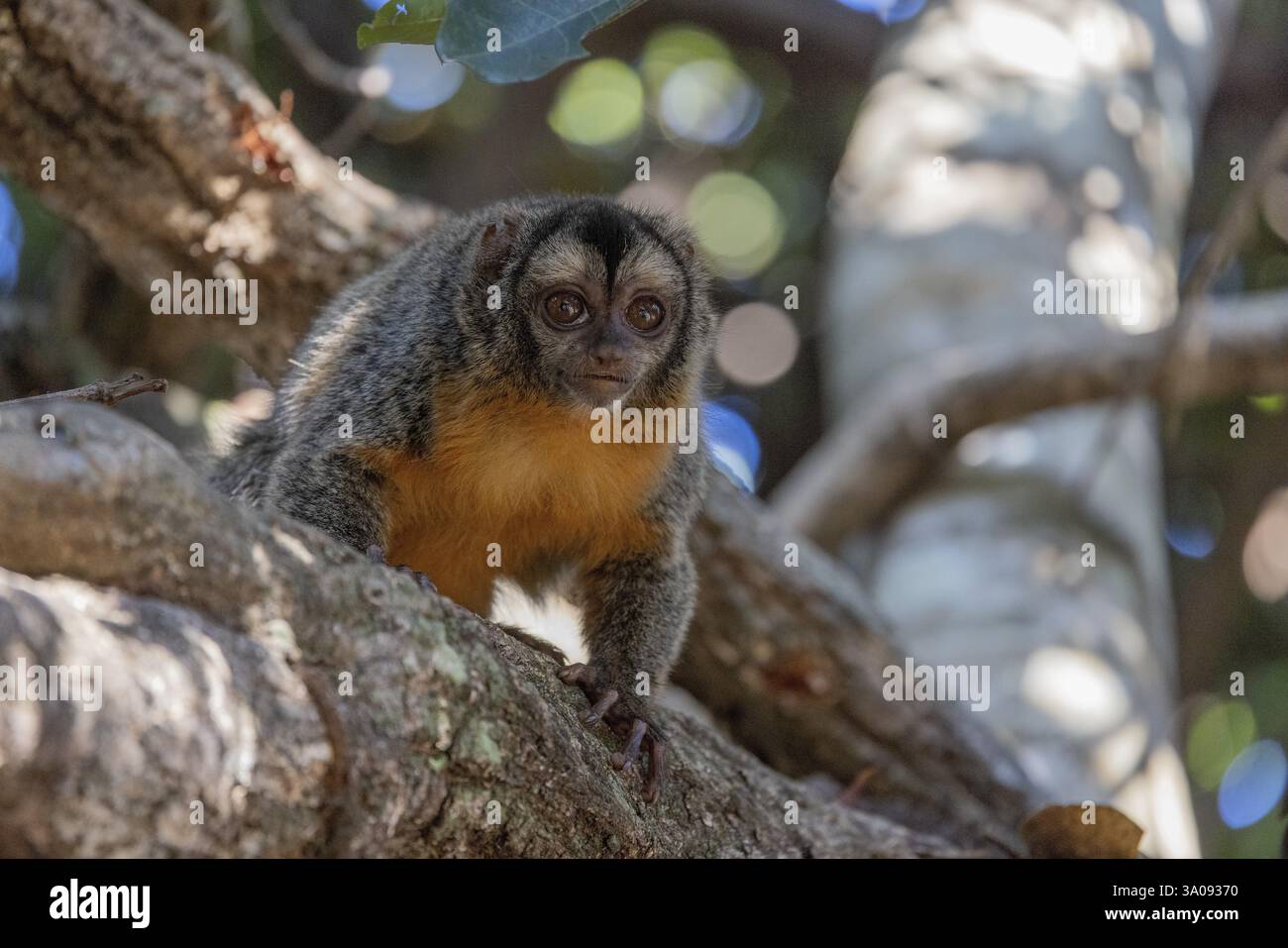 Azaras night monkey (Aotus azarae), in a tree, Pantanal, Brazil, South ...