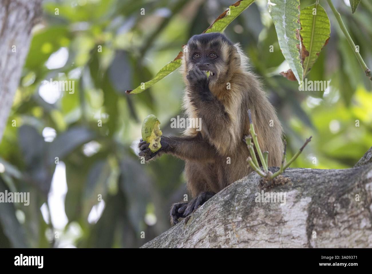 Crested capuchin monkey (Sapajus apella) or hooded capuchin, feeding in ...
