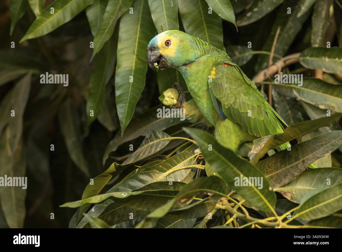 Blue-fronted Amazon (Amazona aestiva), with fruit, Pantanal, Brazil ...