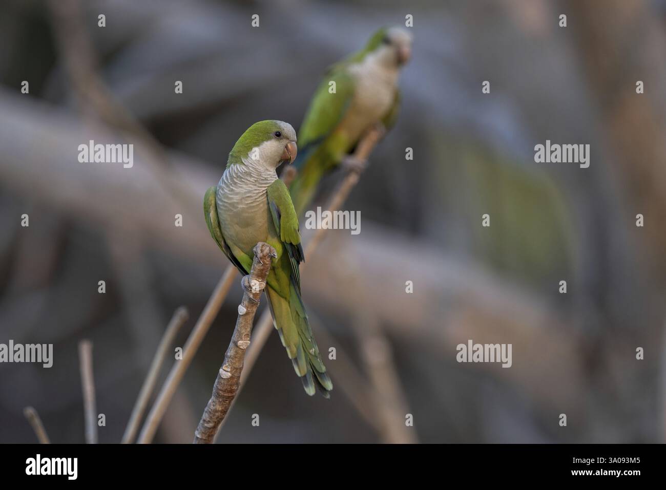 Monk parakeet (Myiopsitta monachus), on branch, Pantanal, Brazil, South ...