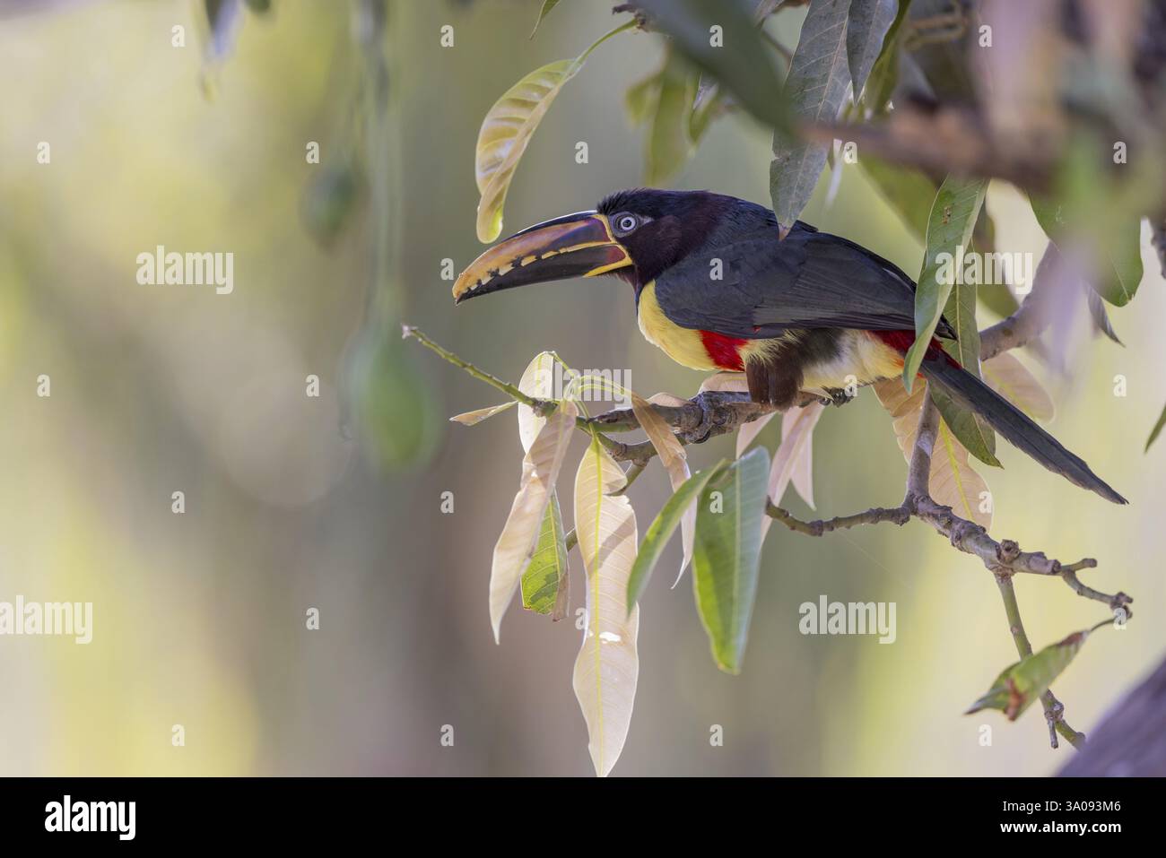 Brown-eared Aracari (Pteroglossus castanotis), between leaves, Pantanal ...