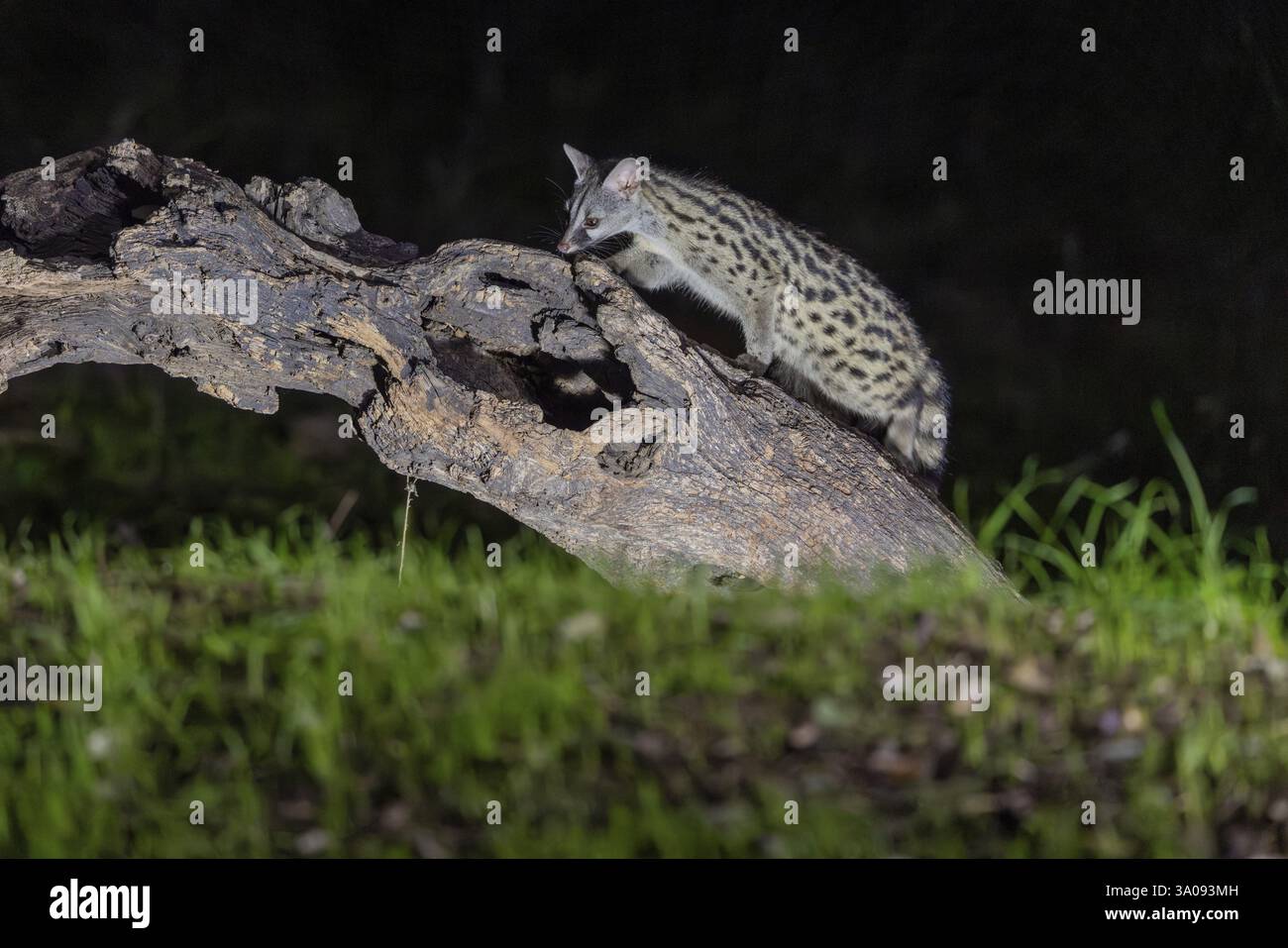 Small spotted genet (Genetta genetta), at night, on a branch, Andalusia ...