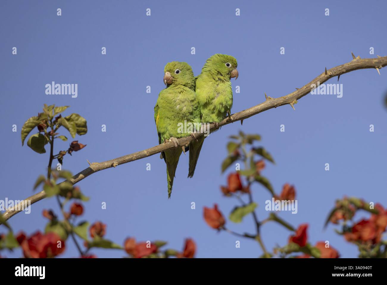 Brazil pantanal yellow chevroned hi-res stock photography and images ...