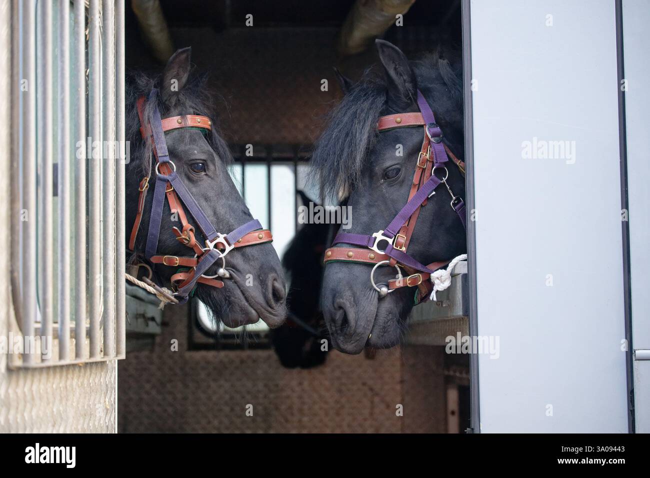 03 March 2025, North Rhine-Westphalia, Cologne: Horses wait in a ...