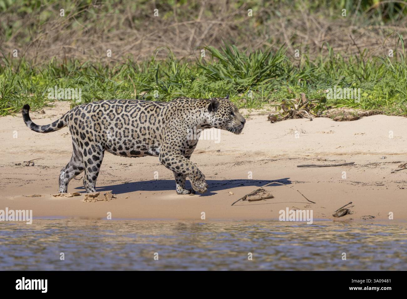 Jaguar (Panthera onca) running across a sandy beach, Pantanal, Brazil ...