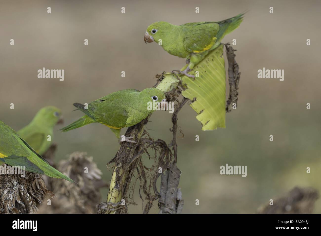 Yellow-winged Parakeet (Brotogeris chiriri) or Canary-winged Parakeet ...