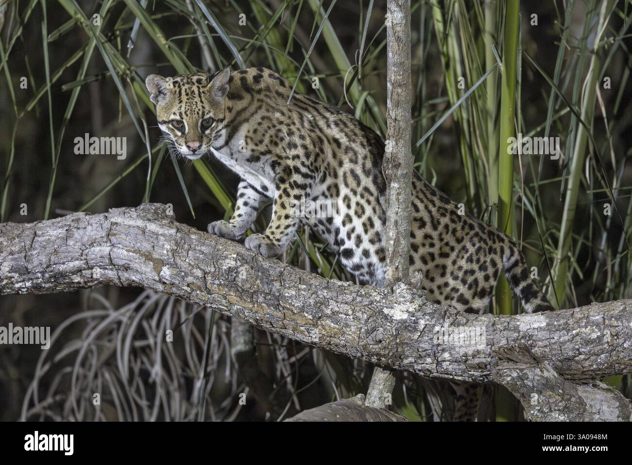 Ocelot (Leopardus pardalis), on branch, Pantanal, Brazil, South America ...