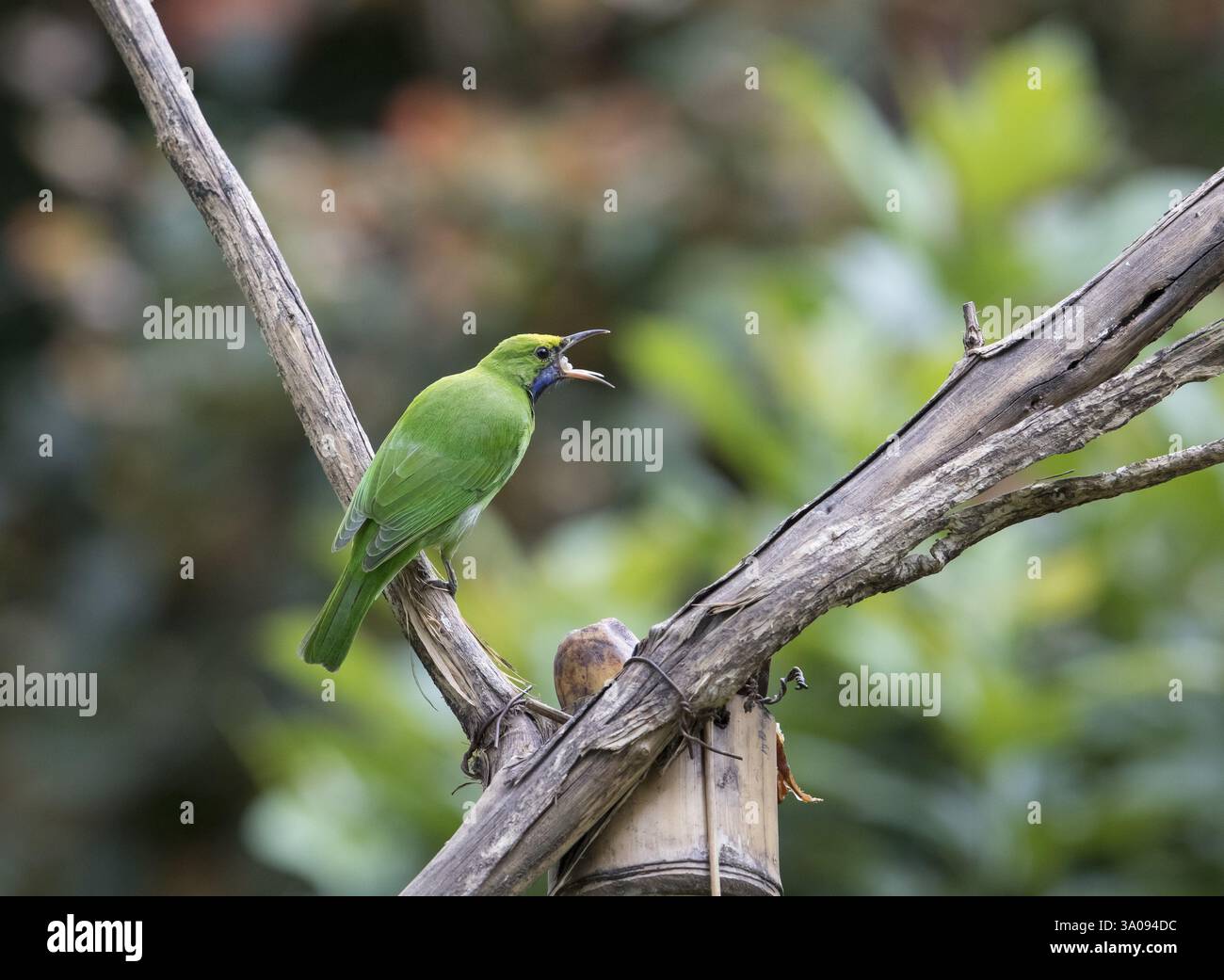 Golden-fronted Leafbird (Chloropsis aurifrons), Kaeng Krachan National Park, Thailand, Asia ...