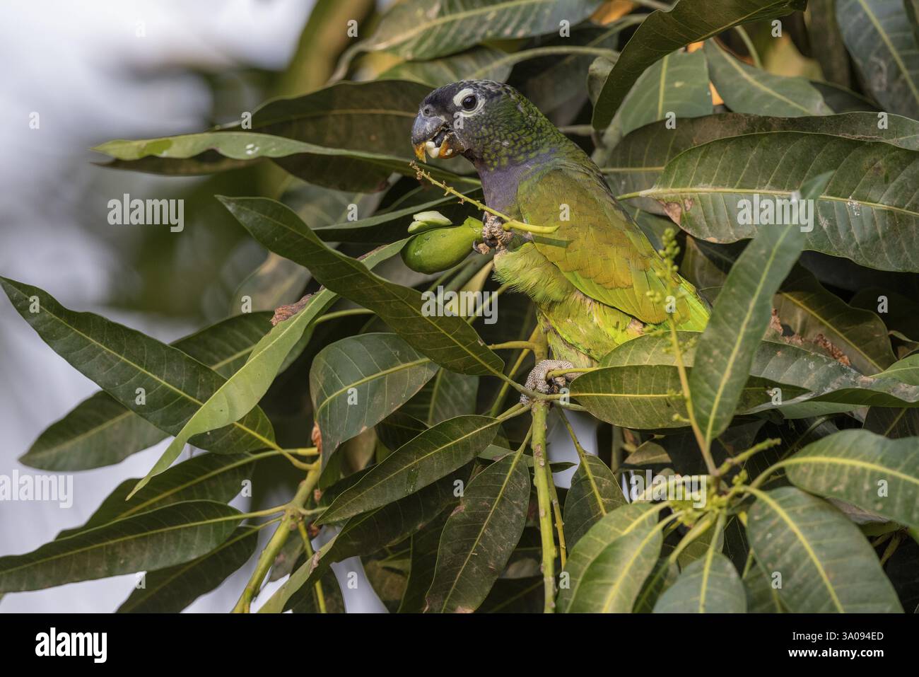Maximilian parrot (Pionus maximiliani), with fruit, Pantanal, Brazil ...