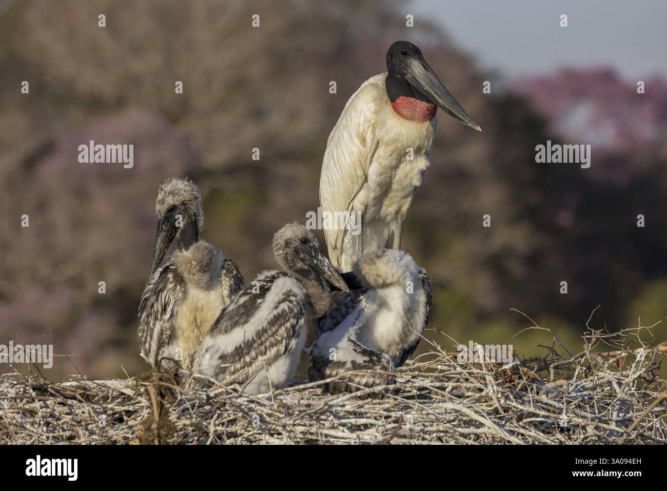 Jabiru (Jabiru mycteria), nest, adult bird with 3 young birds, Pantanal ...