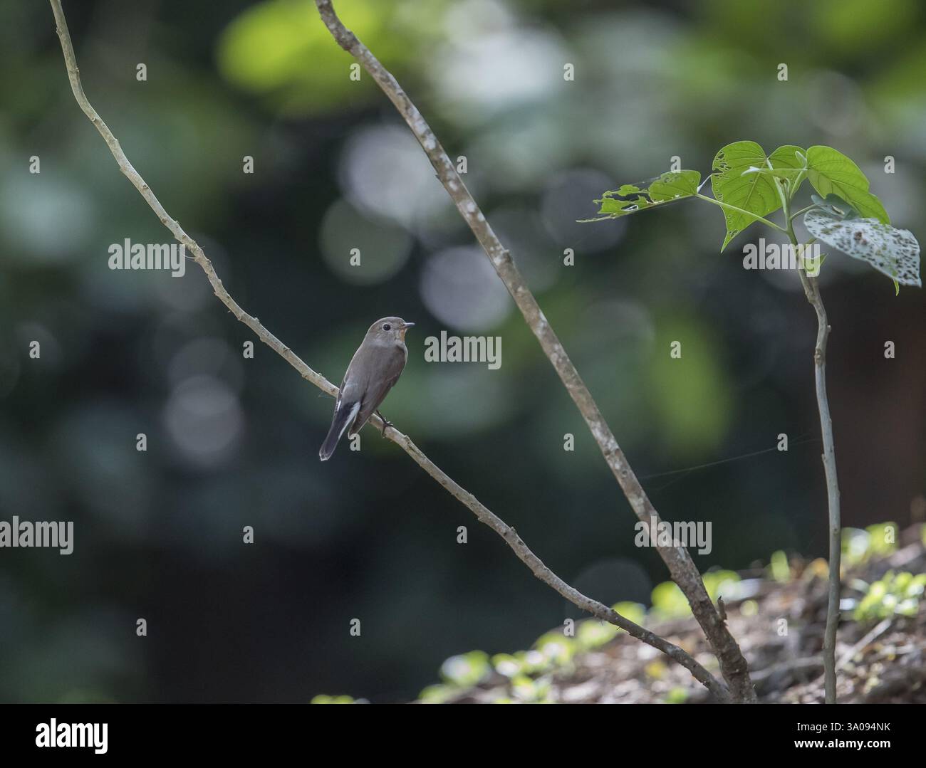 Taiga flycatcher (Ficedula albicilla), Kaeng Krachan National Park ...