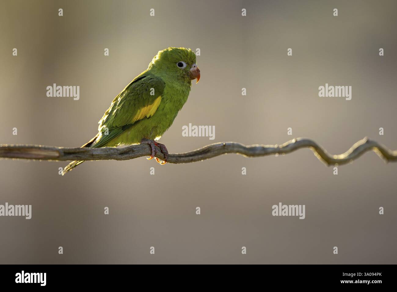 Yellow-winged Parakeet (Brotogeris chiriri) or Canary-winged Parakeet ...