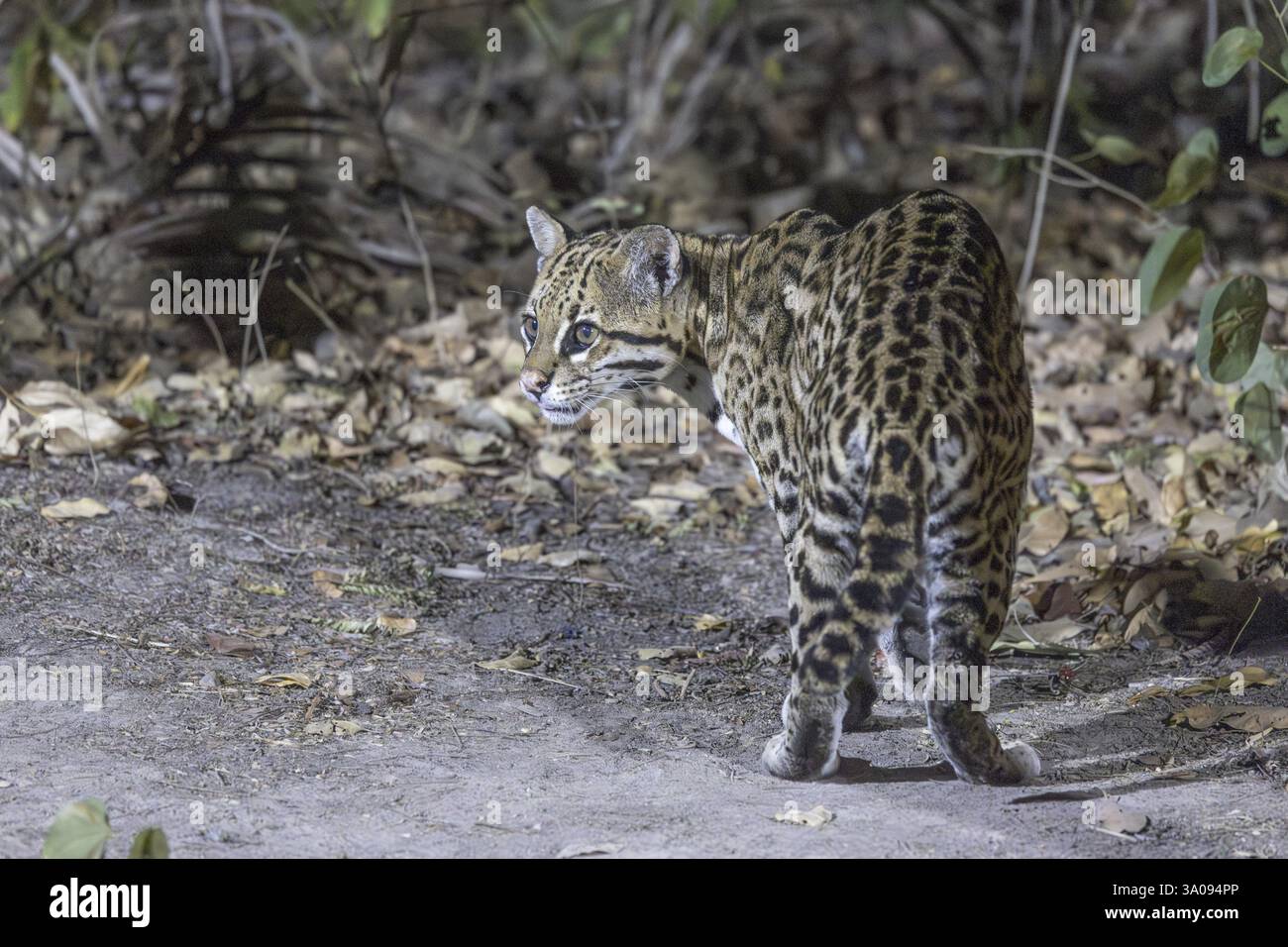 Ocelot (Leopardus pardalis), on the ground, Pantanal, Brazil, South ...