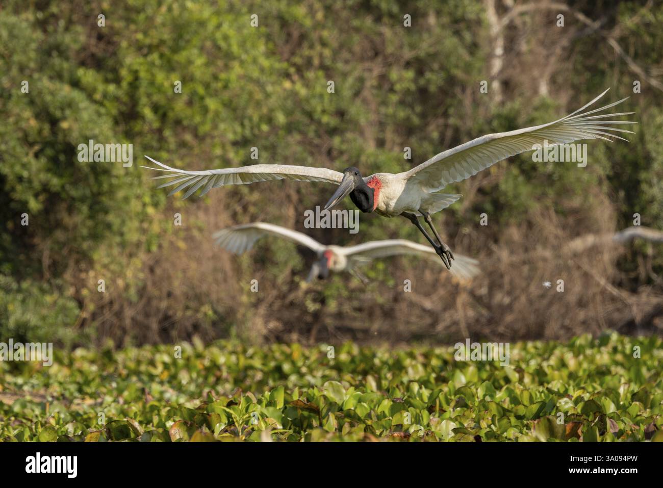Jabiru (Jabiru mycteria), 2 birds approaching Pantanal, Brazil, South ...