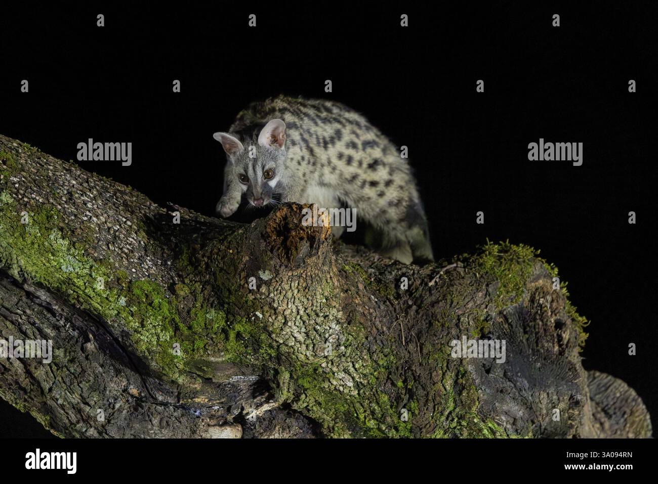 Genetta genetta picture hi-res stock photography and images - Alamy