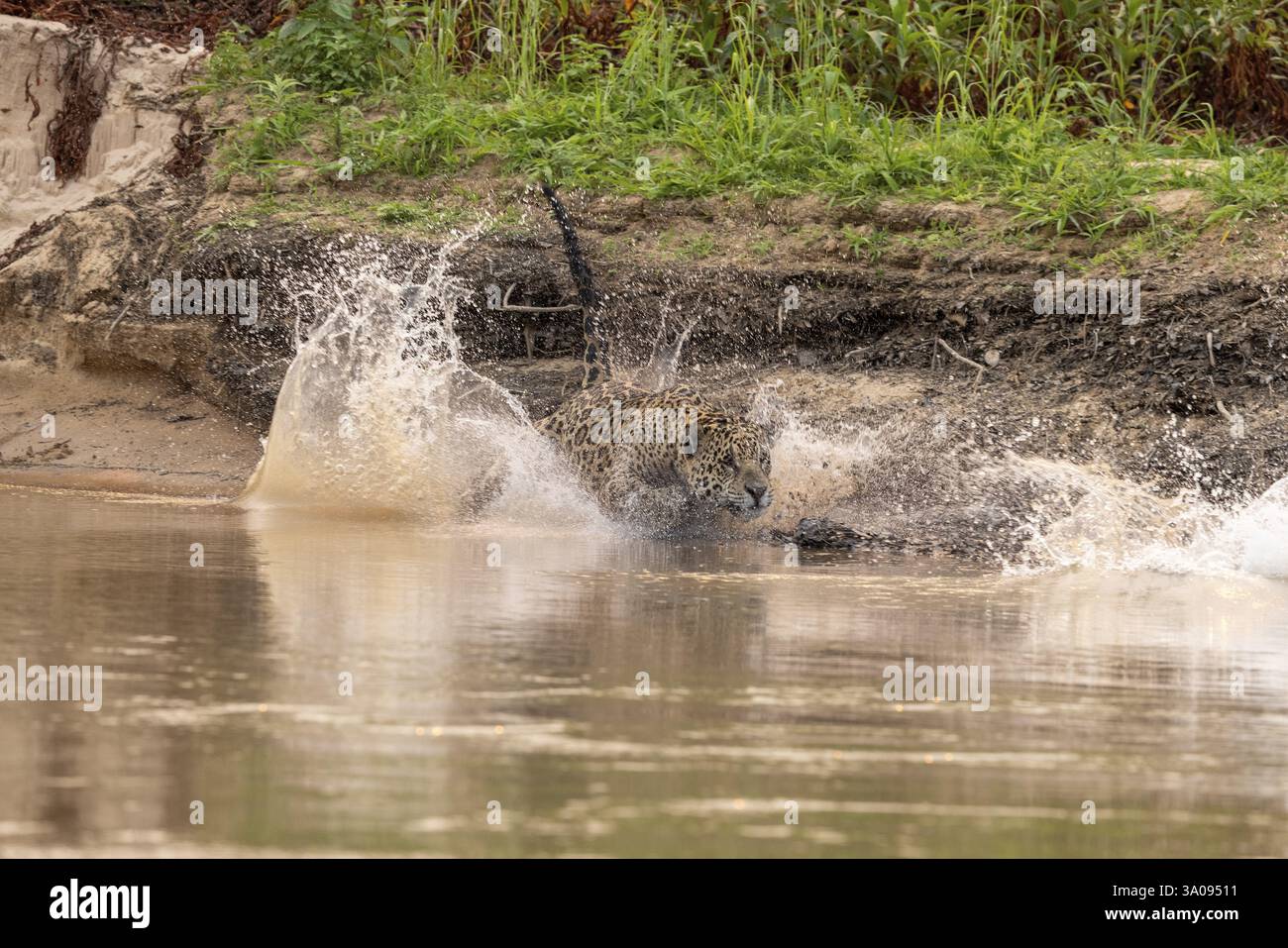 Jaguar (Panthera onca) on the hunt, Pantanal, Brazil, South America ...