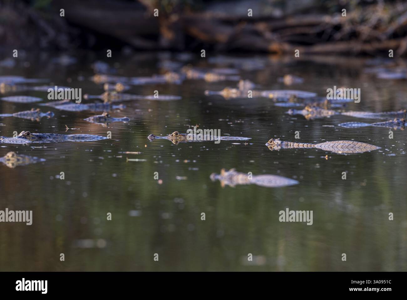 Spectacled caiman (Caiman yacare), group swimming in the lake, Pantanal ...