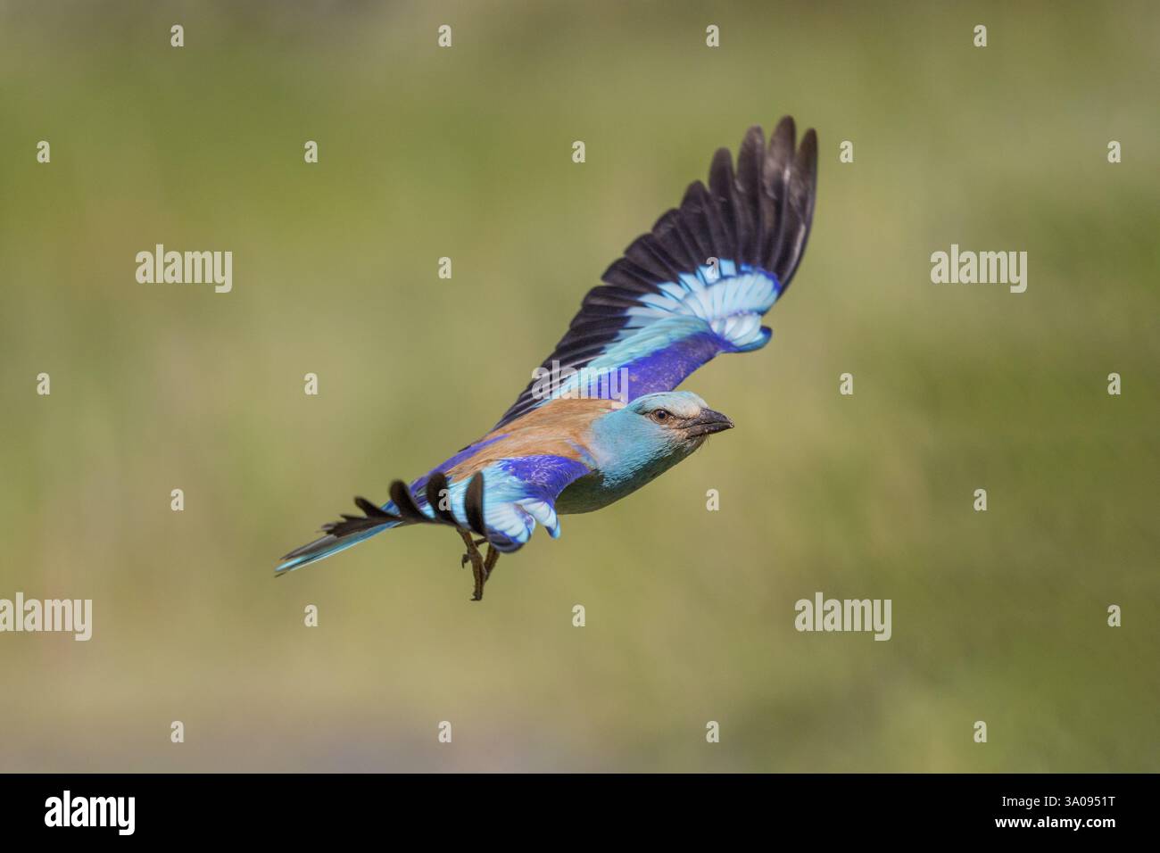 European Roller (Coracias garrulus), in flight, Danube Delta, Romania ...