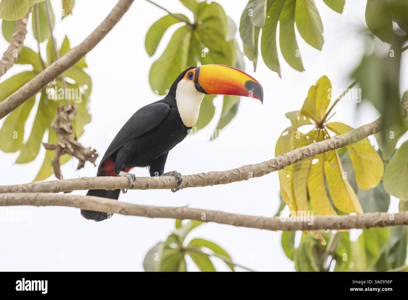 Giant toucan (Ramphastos toco), between leaves, Pantanal, Brazil, South ...