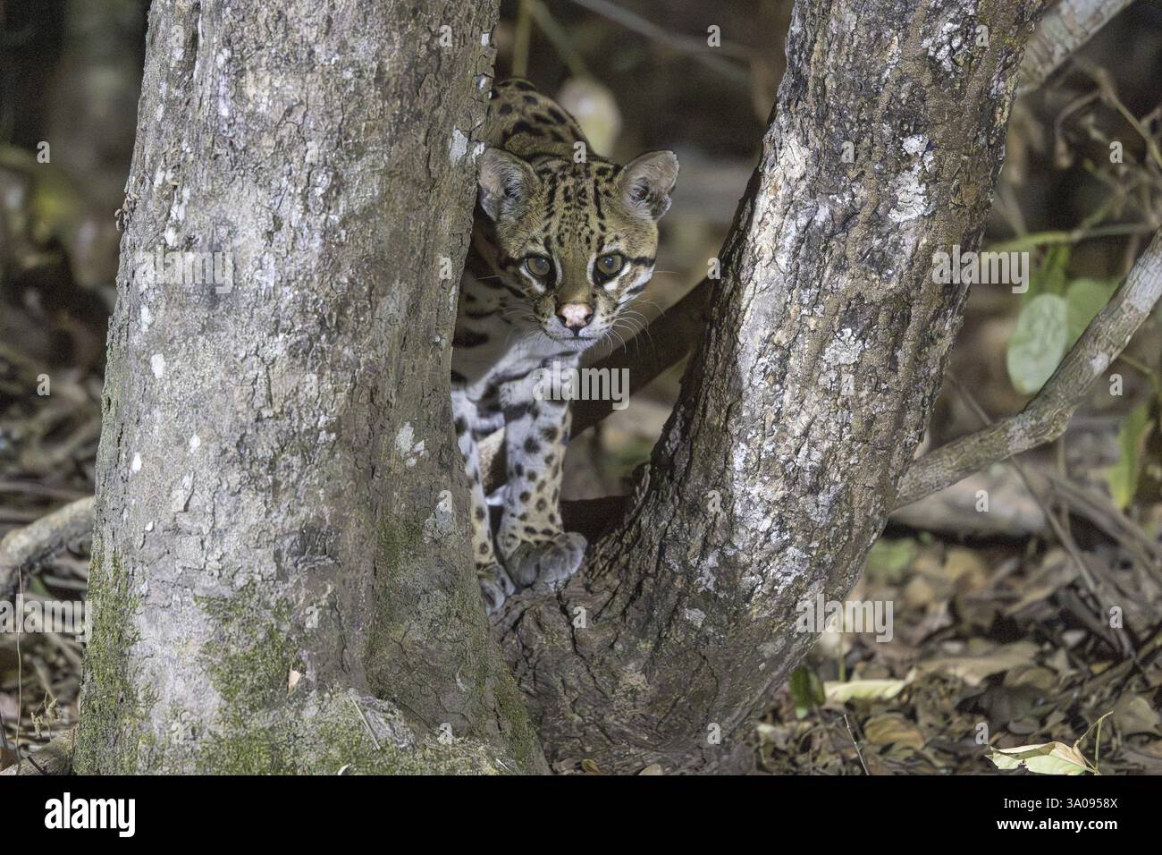 Ocelot (Leopardus pardalis), branch fork, Pantanal, Brazil, South ...