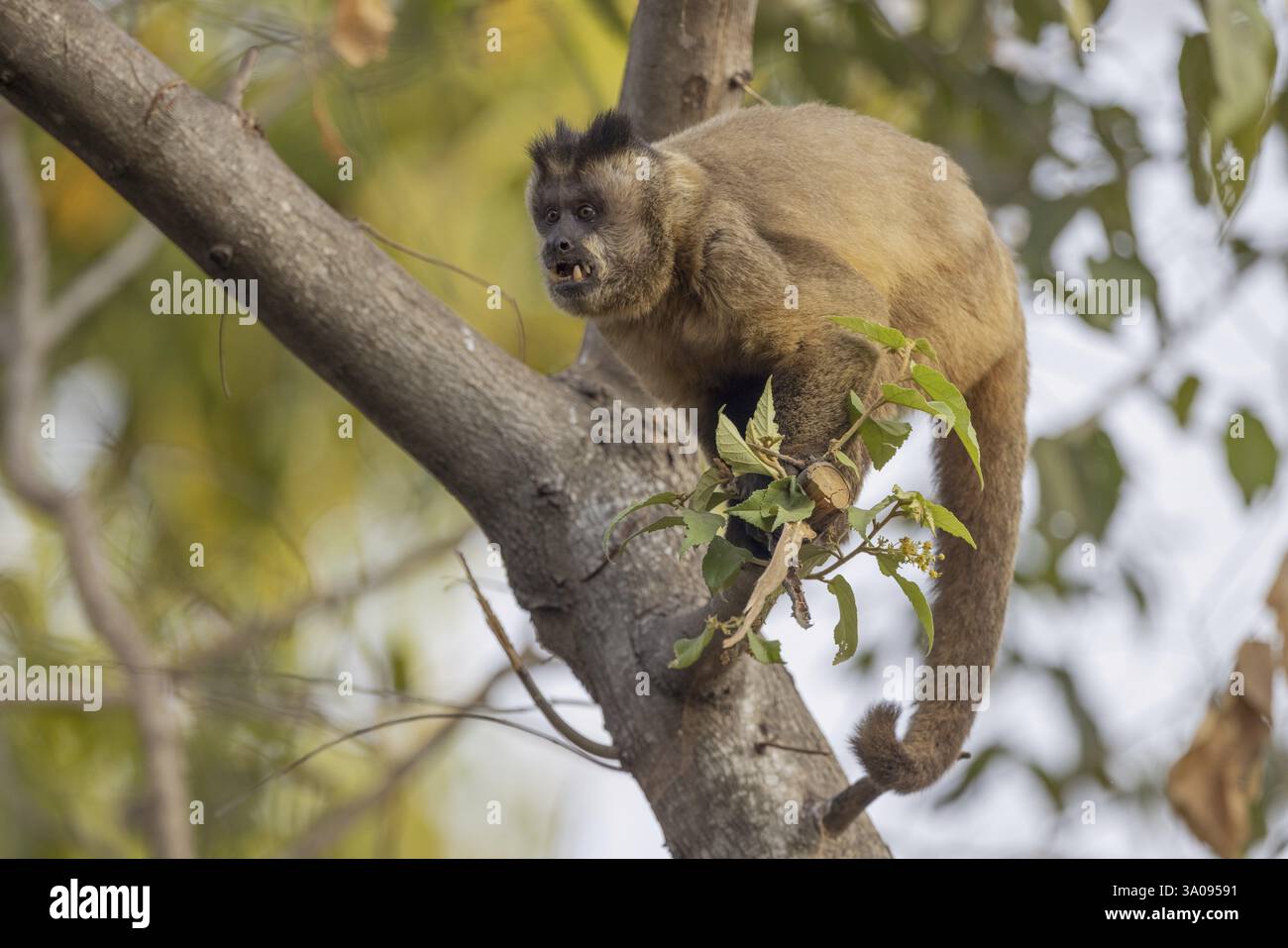 Crested capuchin monkey (Sapajus apella) or hooded capuchin, on branch ...