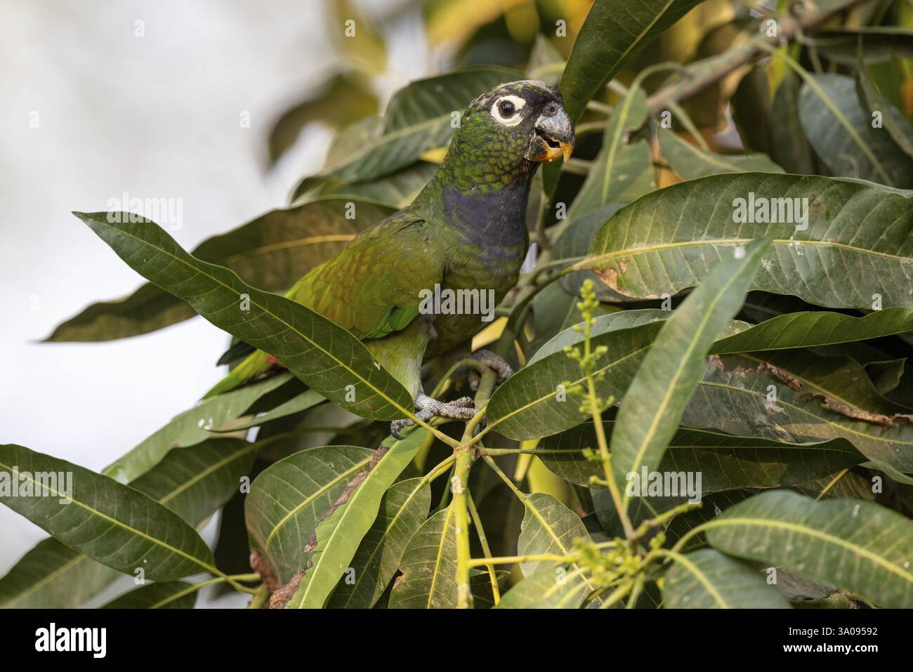 Maximilian parrot (Pionus maximiliani), with fruit, Pantanal, Brazil ...