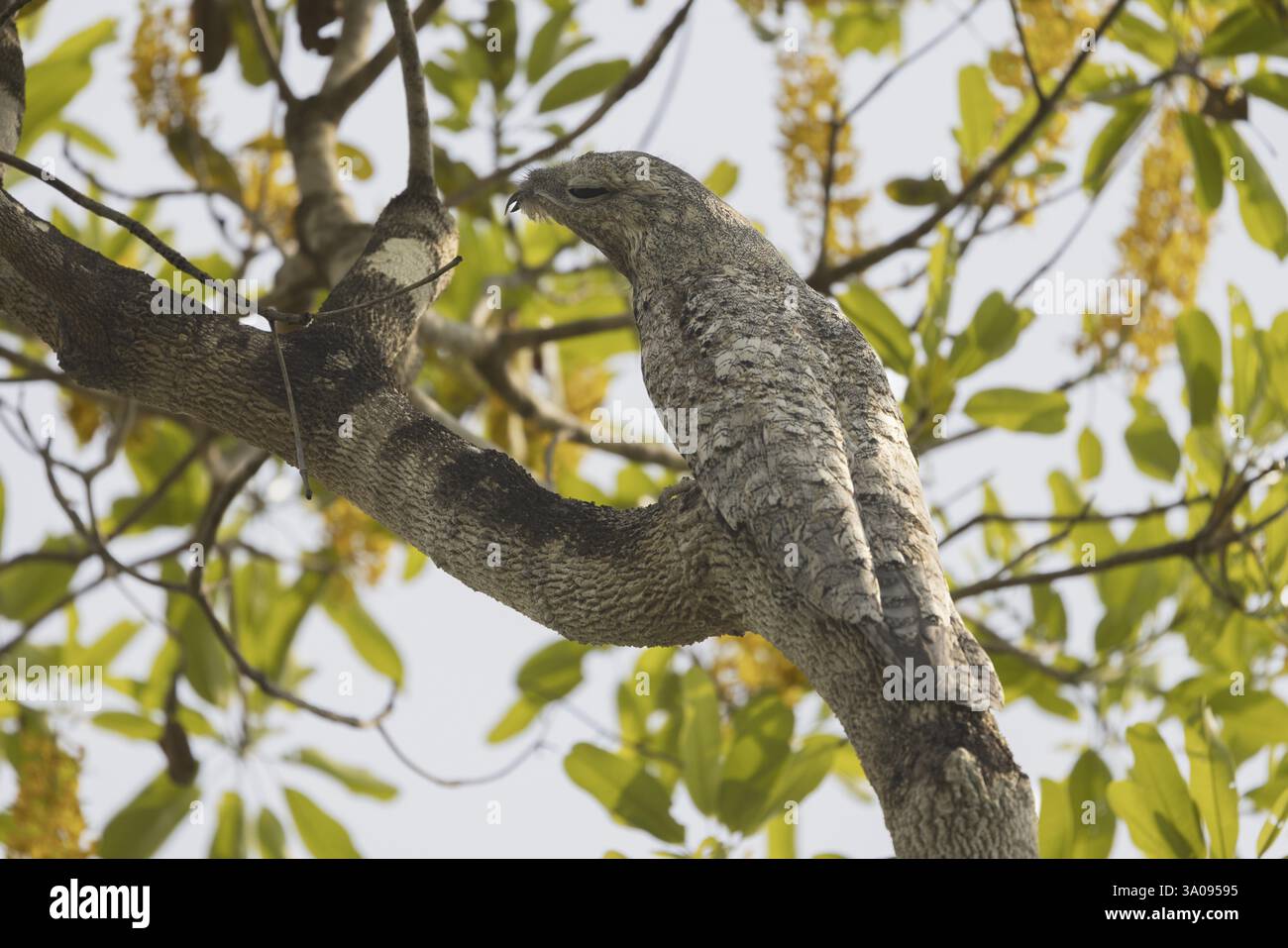 Giant day dormouse (Nyctibius grandis), also known as giant swallower ...