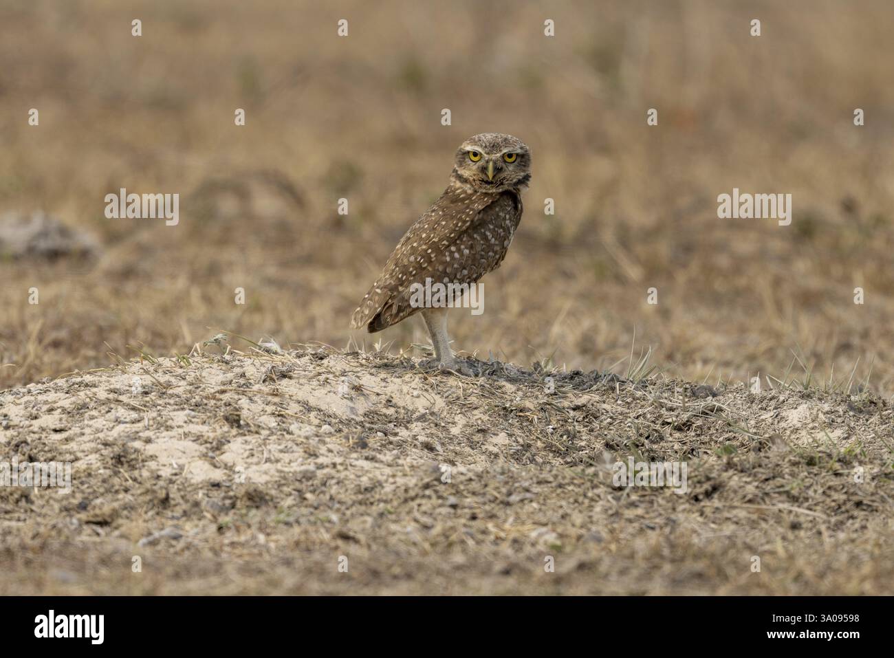 Burrowing owl (ninox connivens), at the burrow, Pantanal, Brazil, South ...