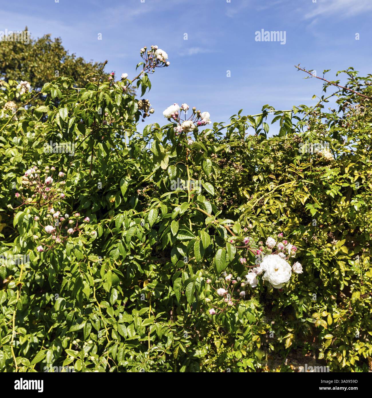 The White Garden, gardens, Cirrus, Sissinghurst Castle and Garden ...