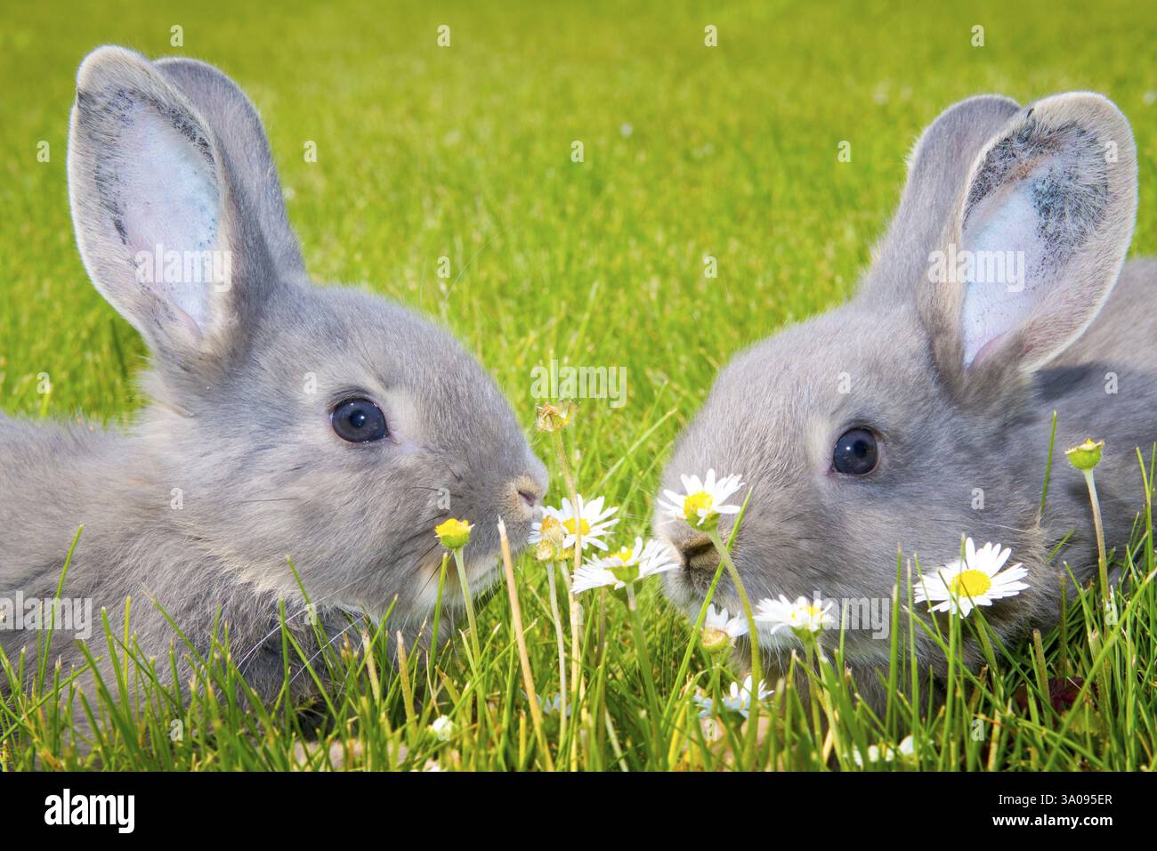 Two rabbits, Perlfeh, young animals, resting in a meadow, animals ...