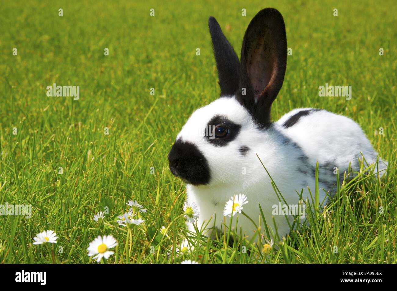 Rabbit, English piebald, black and white, Animals, Mammals Stock Photo ...