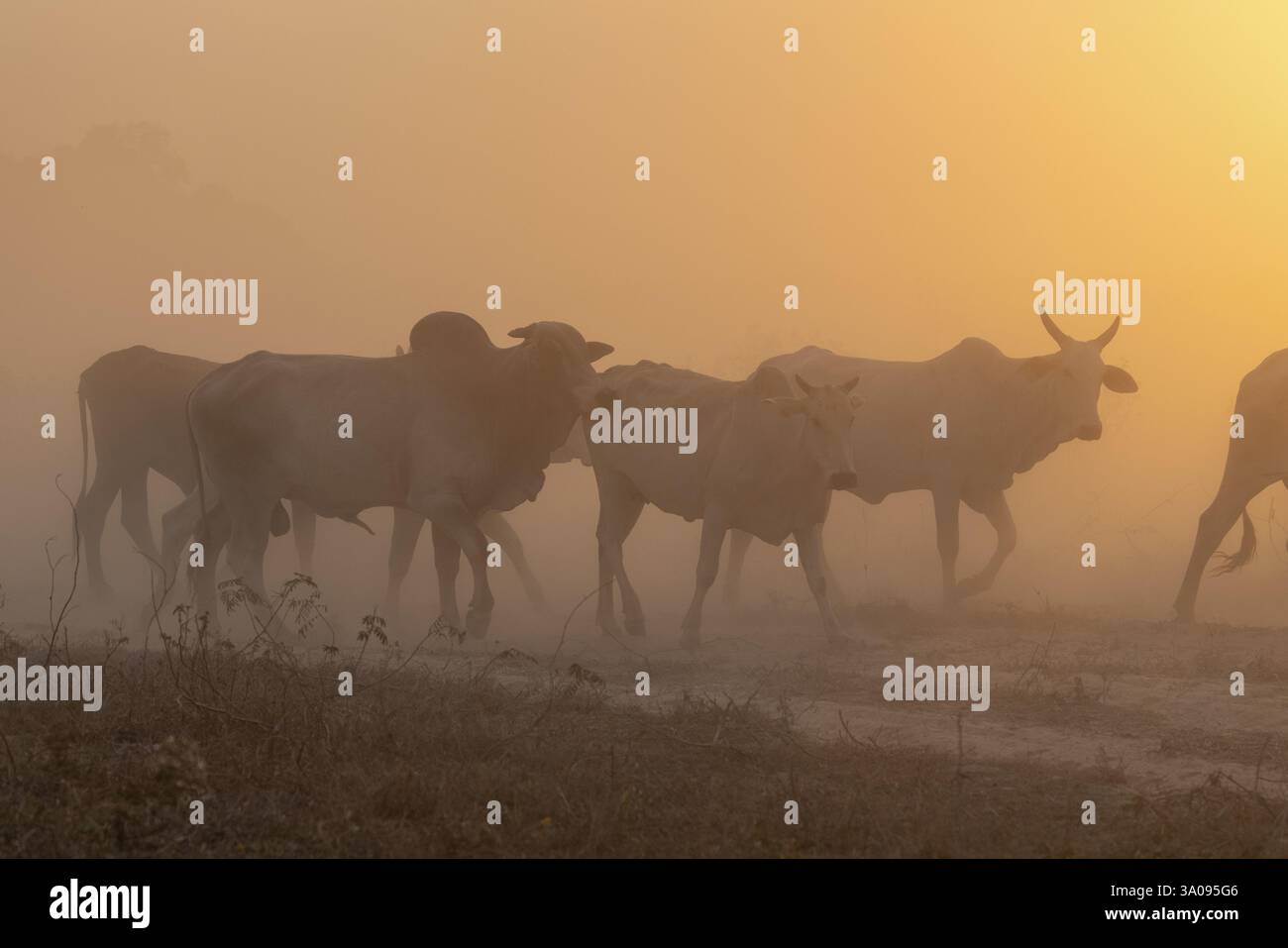 Cattle in the dust, backlight, Pantanal, Brazil, South America Stock ...
