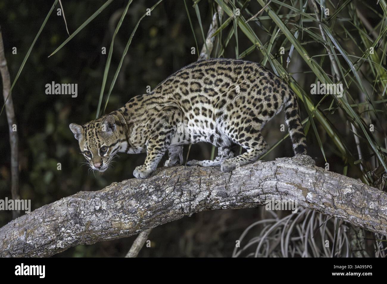 Ocelot (Leopardus pardalis), on branch, Pantanal, Brazil, South America ...