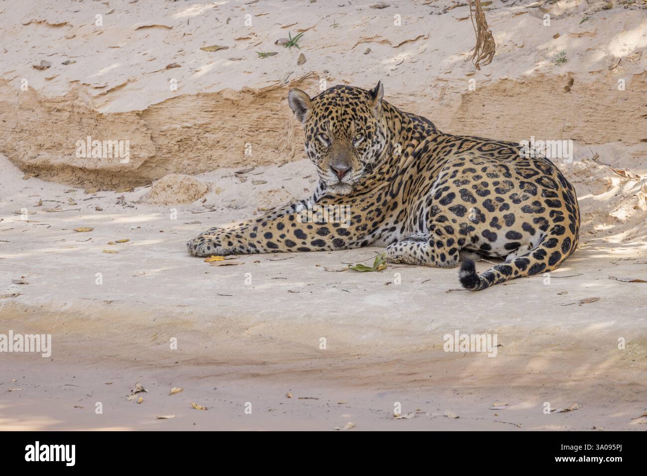 Jaguar (Panthera onca) lying on sandy shore, Pantanal, Brazil, South ...